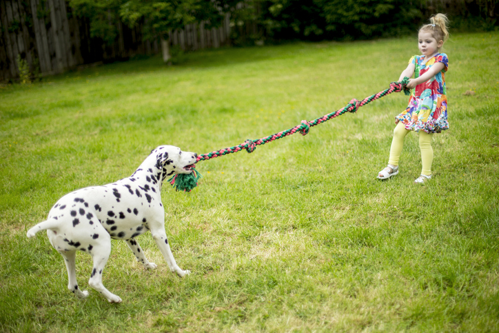 Tug Of War Good For Dogs Www hammurabi gesetze de
