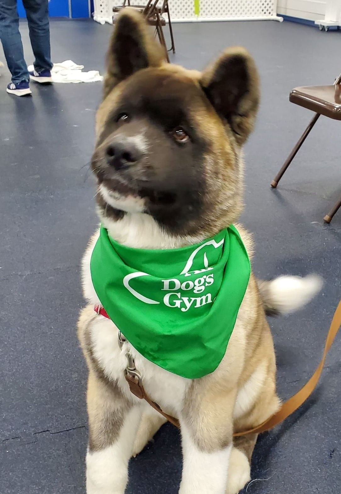 Basic Dog Manners Classes | All Dogs Gym