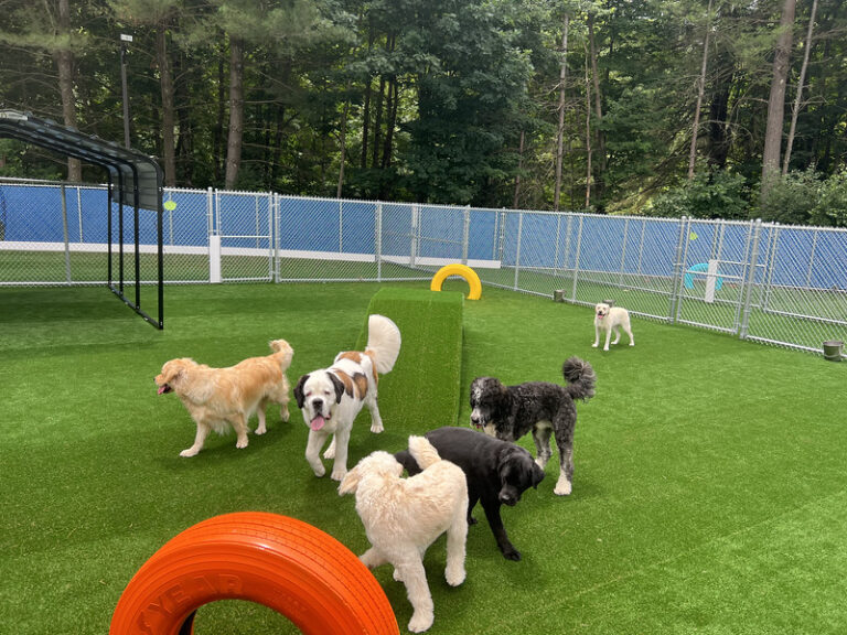 Dog Daycare All Dogs Gym dog-daycare-all-dogs-gym