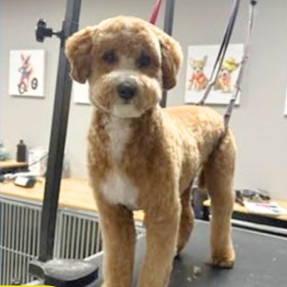 Dog Boarding - All Dogs Gym and Inn