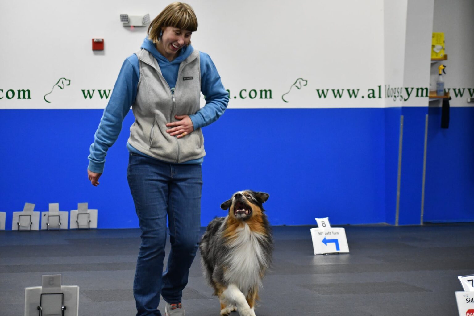 Dog Sports - All Dogs Gym and Inn